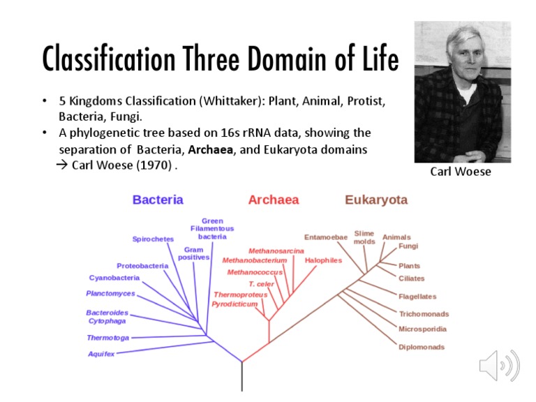 3 Domain of Life | PDF