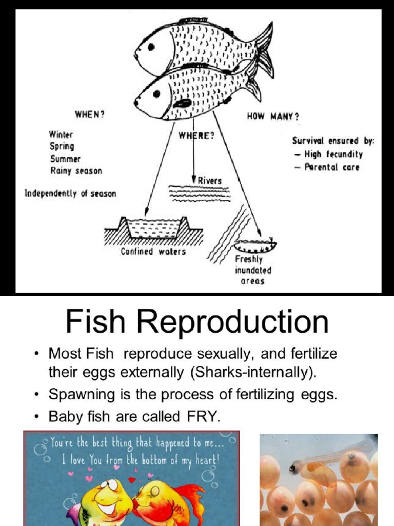 Breeding in Fish | PDF | Spawn (Biology) | Reproduction
