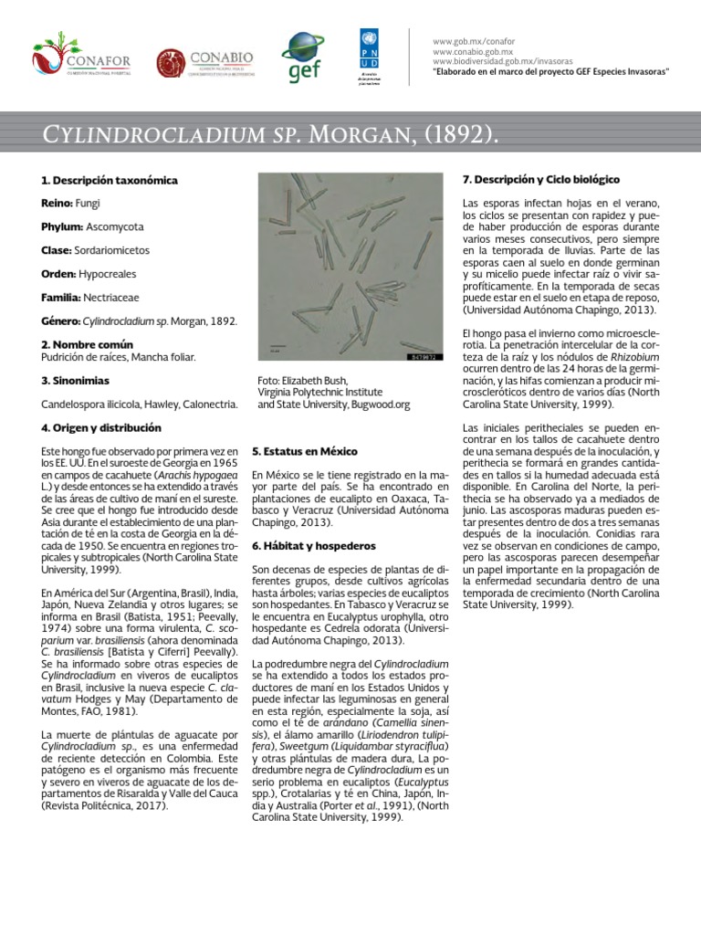 Cylindrocladium Sp. Version Extensa | PDF | Hongo | Arboles