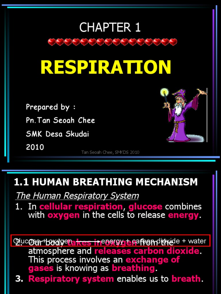 Respiration - Form 3 | PDF | Bronchitis | Respiratory Tract