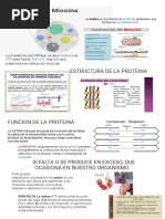 Estructura y función de la miosina | PDF | Biología Celular | Citoplasma