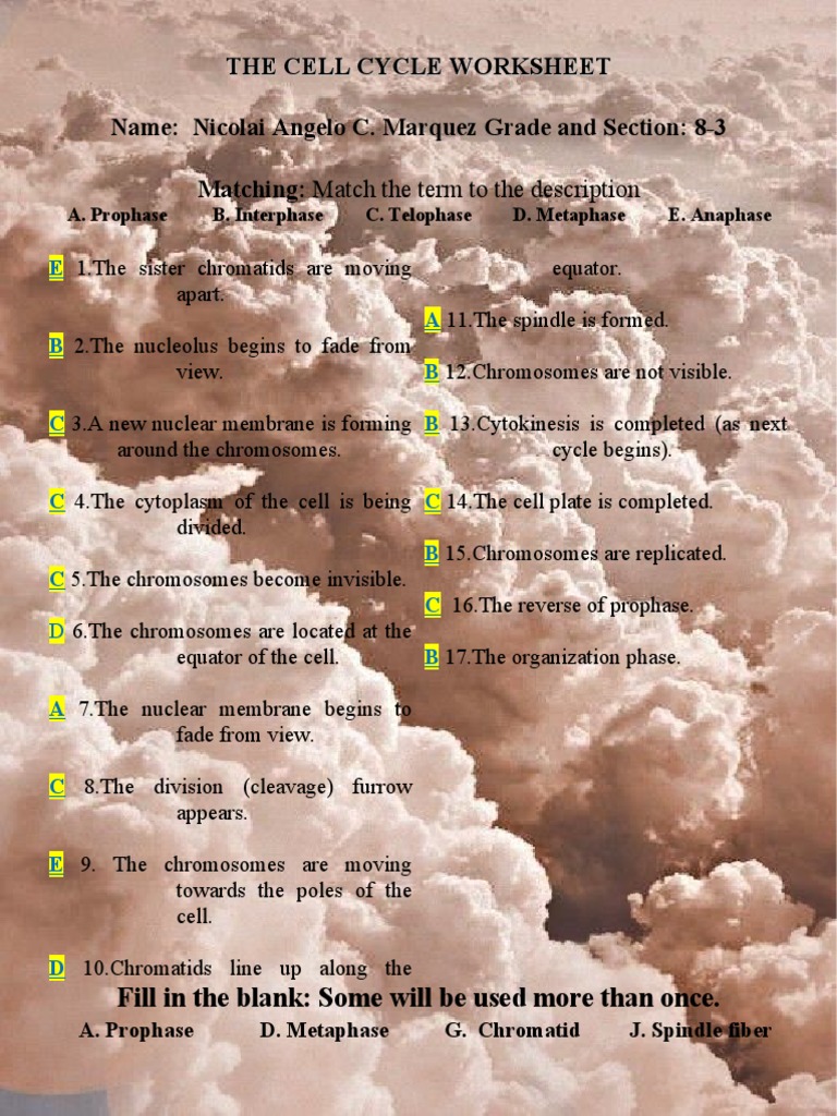 Cell Cycle Worksheet and Answers | PDF | Mitosis | Cell Nucleus