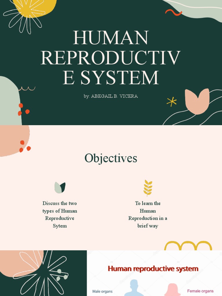 The Human Reproductive Sytem | PDF | Reproductive System | Menstrual Cycle
