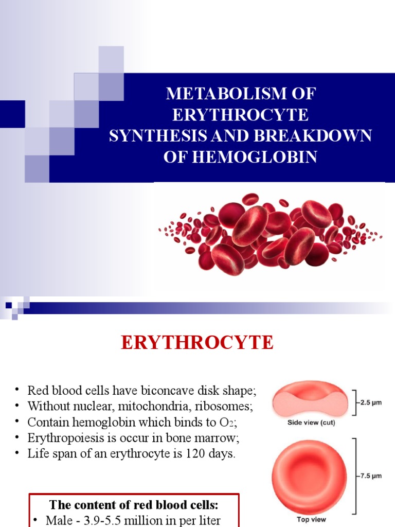 Biochemistry of Blood 2 | PDF | Hemoglobin | Medical Specialties