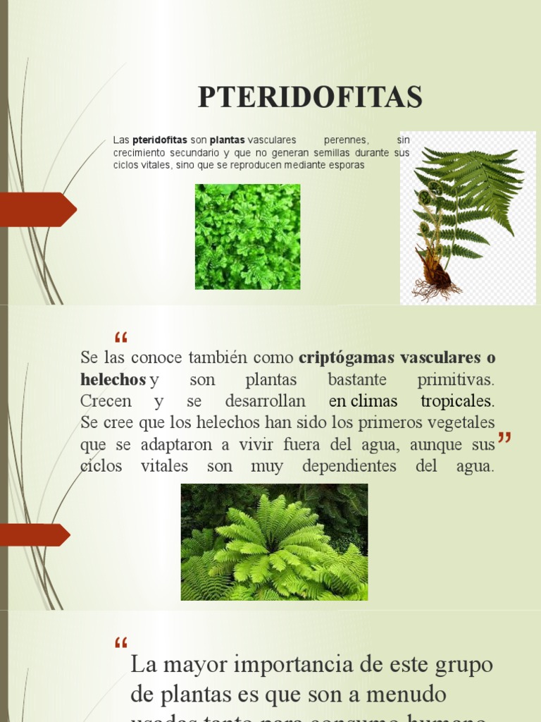 Características y ejemplos de pteridofitas | PDF | Ciencia y ...