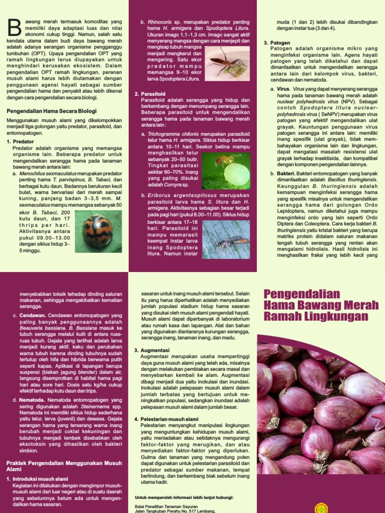 Bawang Merah | PDF