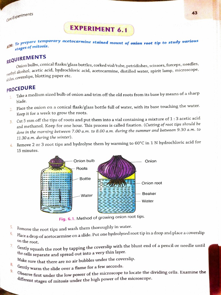 Experiment 9 - To Study Mitosis Through Onion Root Tip | PDF | Mitosis ...