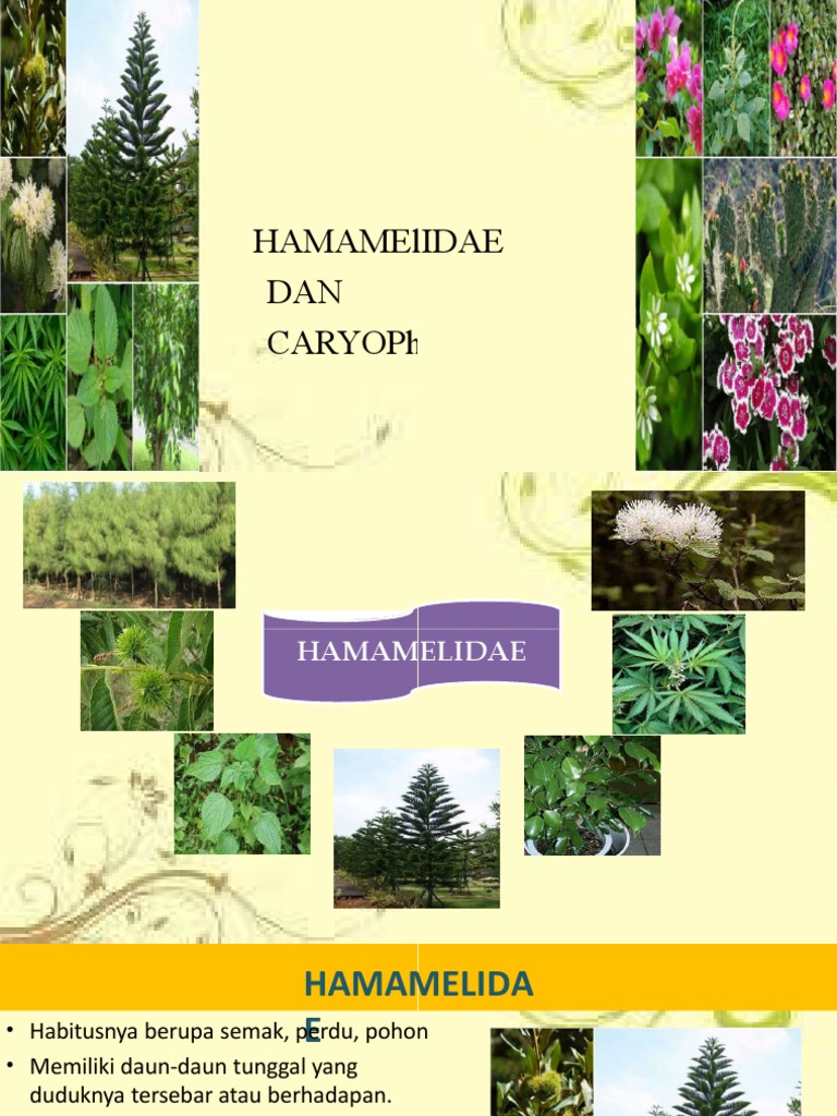 Ciri dan Klasifikasi Hamamelidaceae | PDF