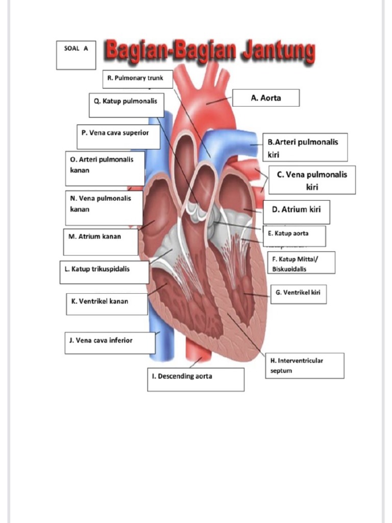 Gambar Dan Nama Jantung | PDF