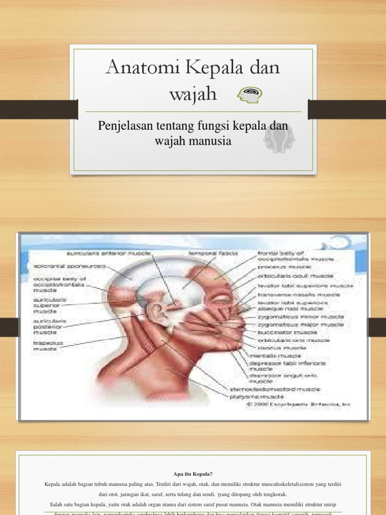 Anatomi Kepala Dan Wajah | PDF