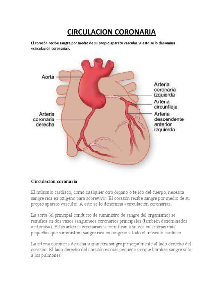 Expo Corazon | PDF | Feto | Sistema circulatorio