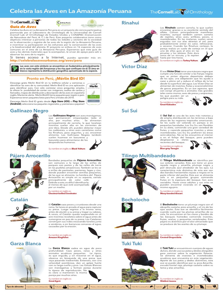 Peru Bird-ID-Guide NEW 191104 | PDF | Aves | Zoología