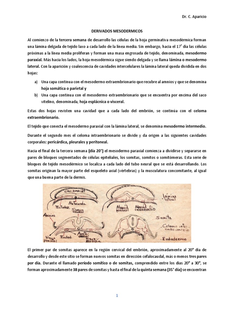 Desarrollo del Mesodermo y Somitas | PDF | Sistema digestivo humano ...