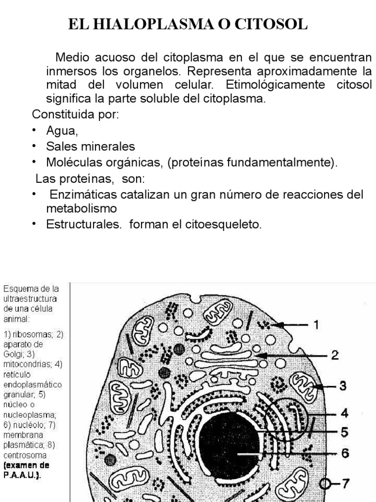 El Hialoplasma o Citosol | PDF