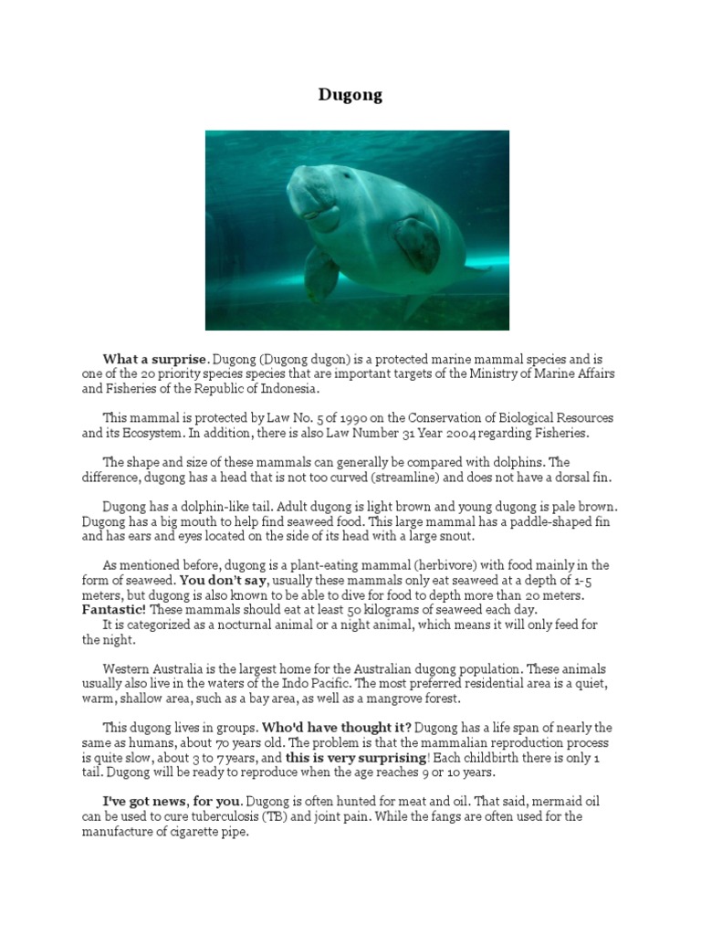 Dugong: What A Surprise. Dugong (Dugong Dugon) Is A Protected Marine ...