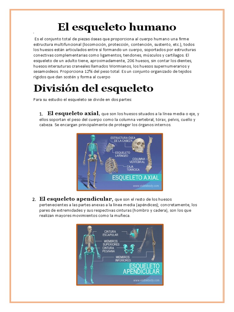El Esqueleto | PDF