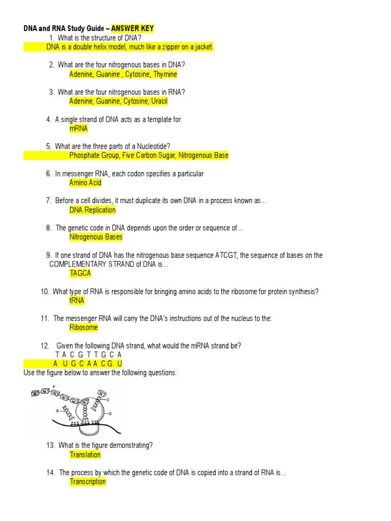 DNA and RNA Study Guide - ANSWER KEY | PDF