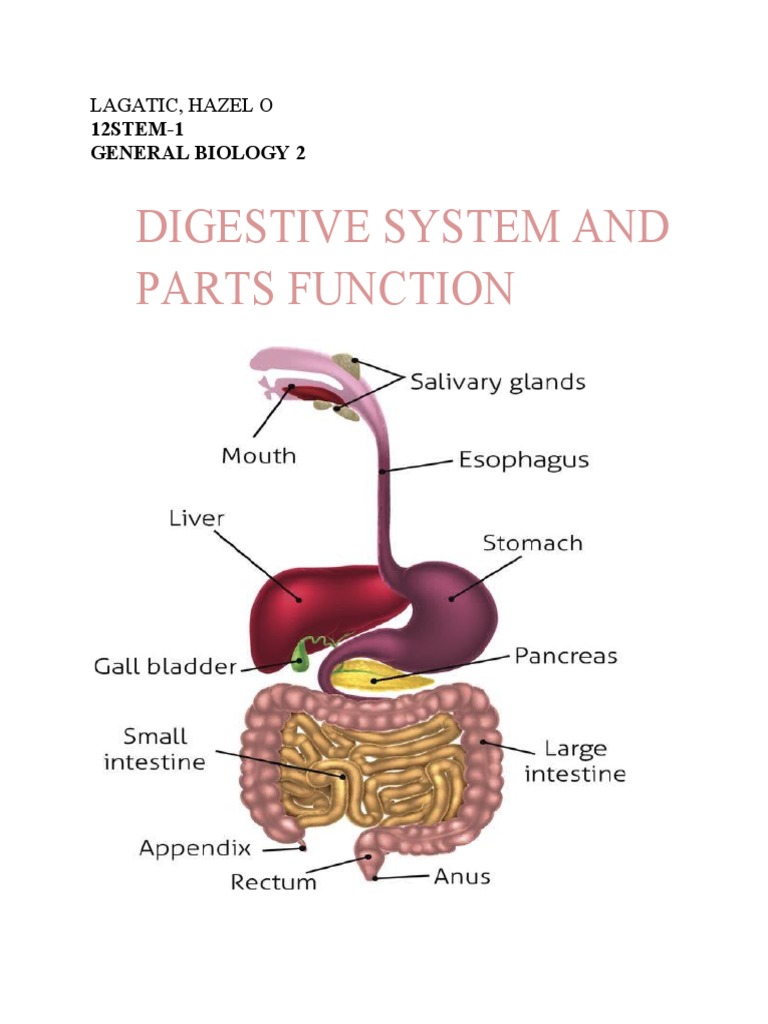 Digestive System and Parts Function: 12STEM-1 General Biology 2 | PDF ...
