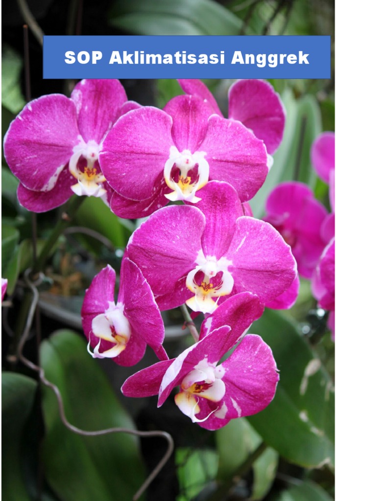 SOP Aklimatisasi Anggrek | PDF