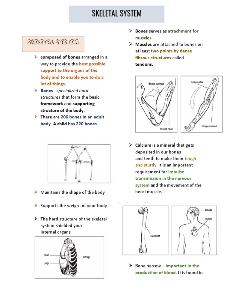 Overview of the Skeletal System | PDF | Bone | Skeleton