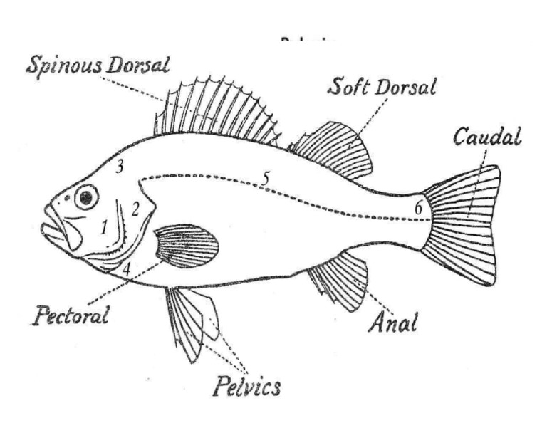 Internal And External Parts Of Fish PDF