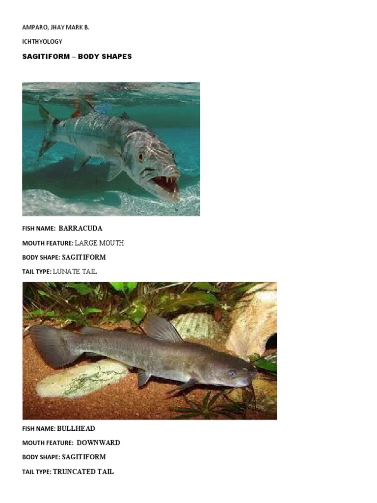 Sagittiform Fish Body Shapes Overview | PDF