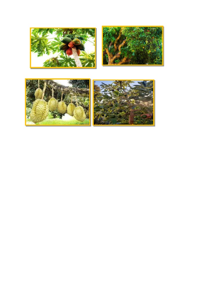 Fruit and Non Fruit Bearing Trees | PDF