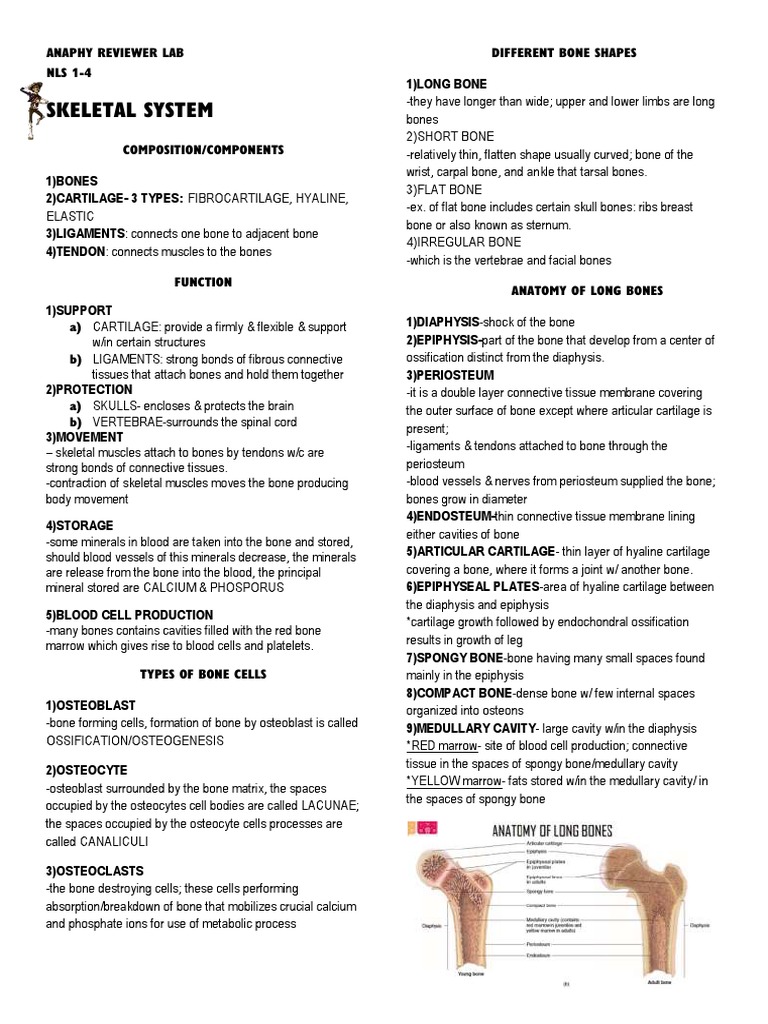ANAPHY REVIEWER LAB - Skeletal System | PDF | Vertebral Column | Vertebra