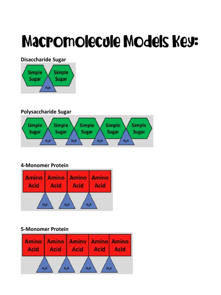 Building Macromolecules Activity | PDF | Cooking, Food & Wine | Wellness