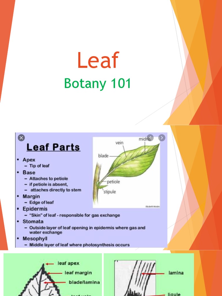 Leaf | PDF