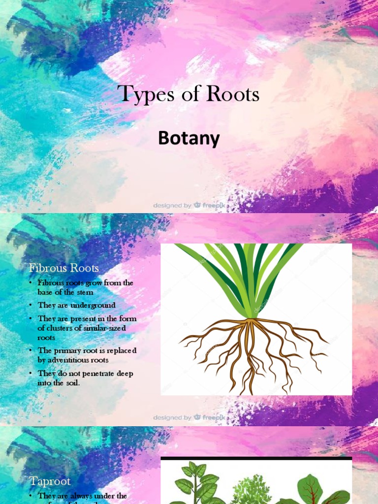 Types of Roots | PDF | Language Arts & Discipline | Home & Garden