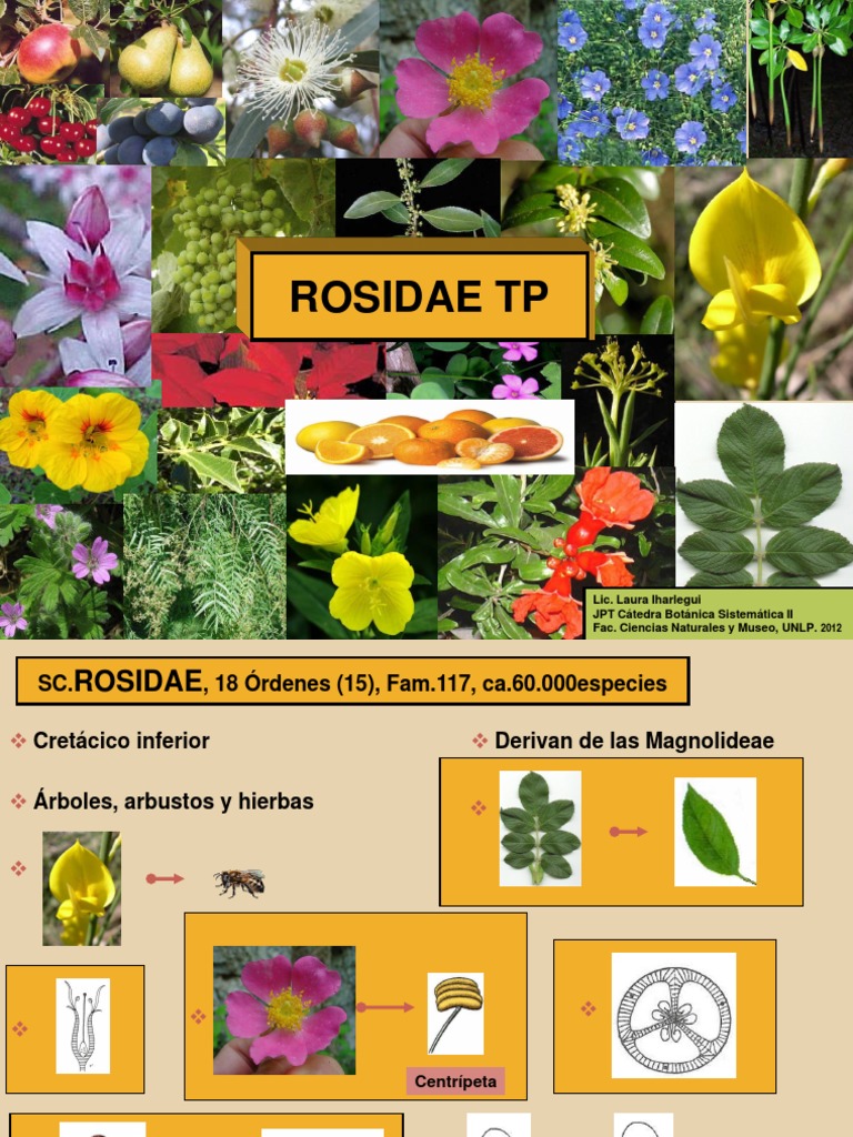 Taxonomía y Diversidad de Rosidae | PDF | Plantas | Botánica