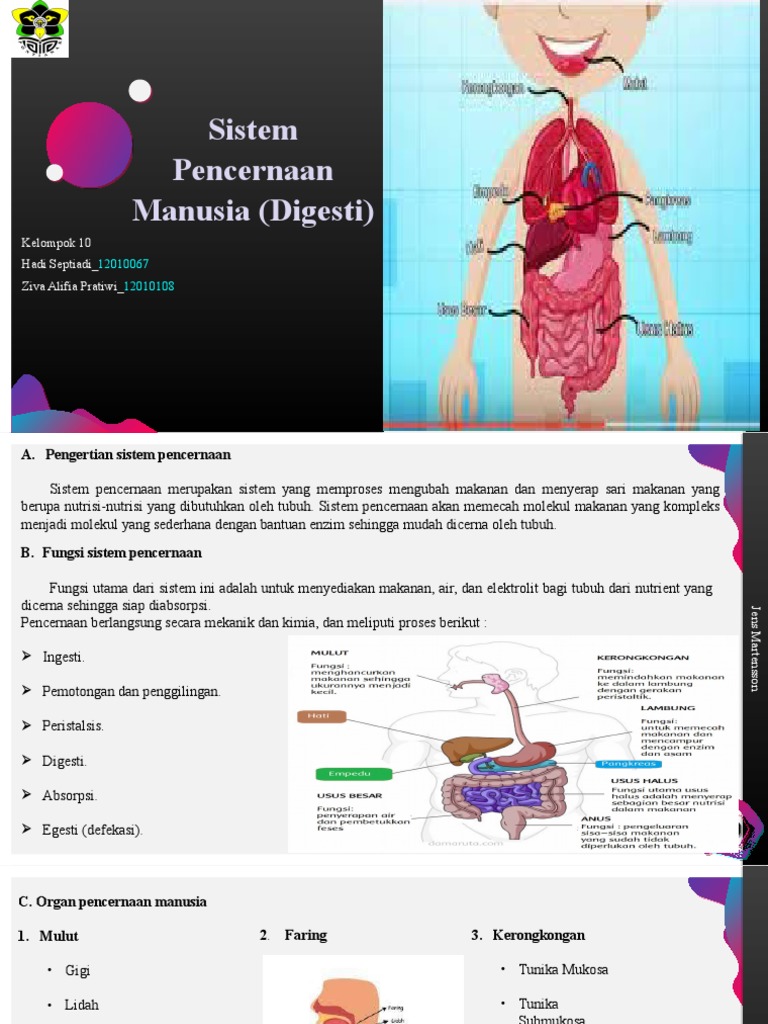 Sistem Pencernaan Manusia (Digesti) | PDF