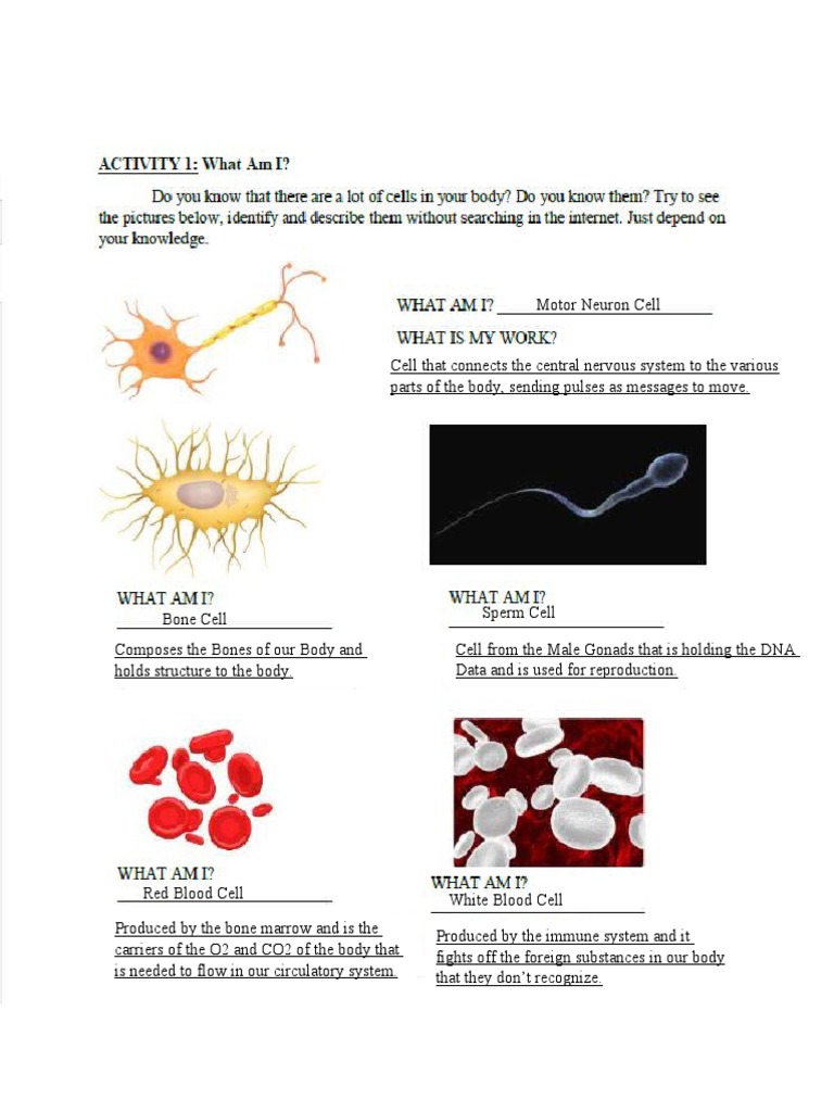 General Biology - Types of Cells | PDF | Tissue (Biology) | Human Body