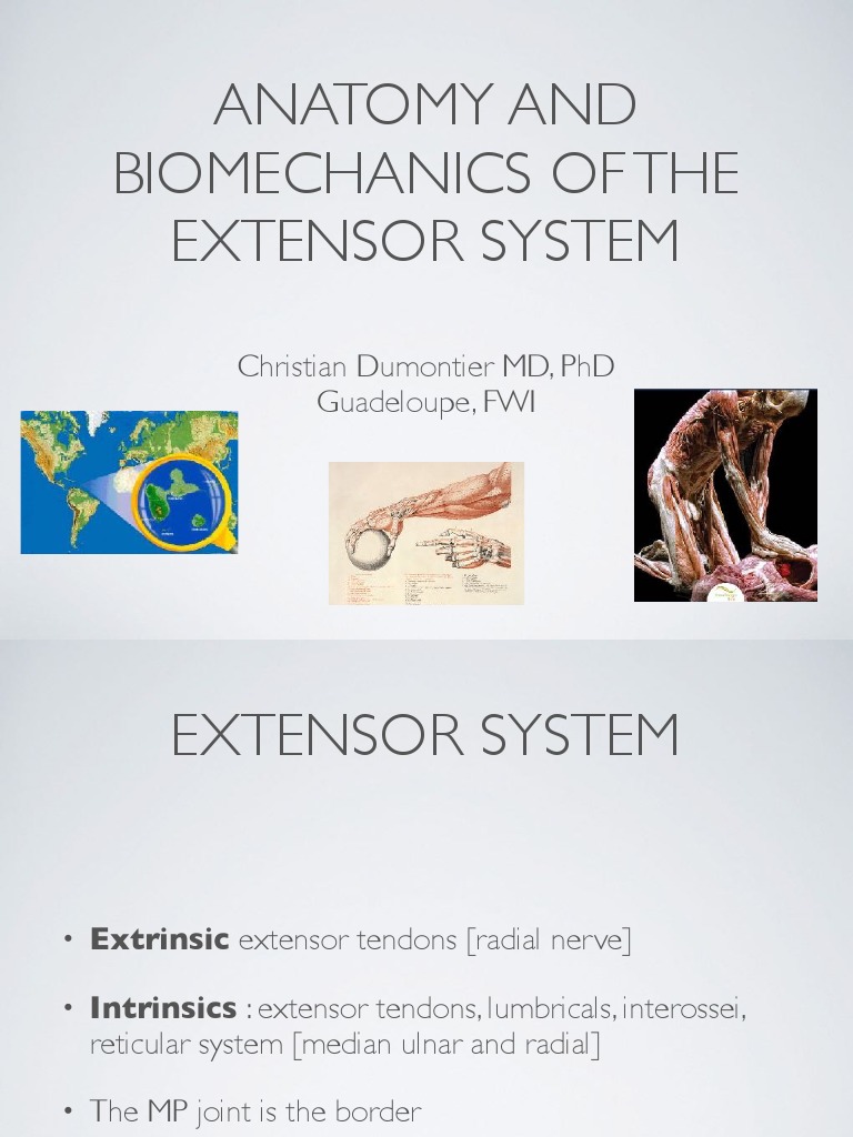 3-9 Anatomy Biomechanics Extensor | PDF | Thumb | Hand
