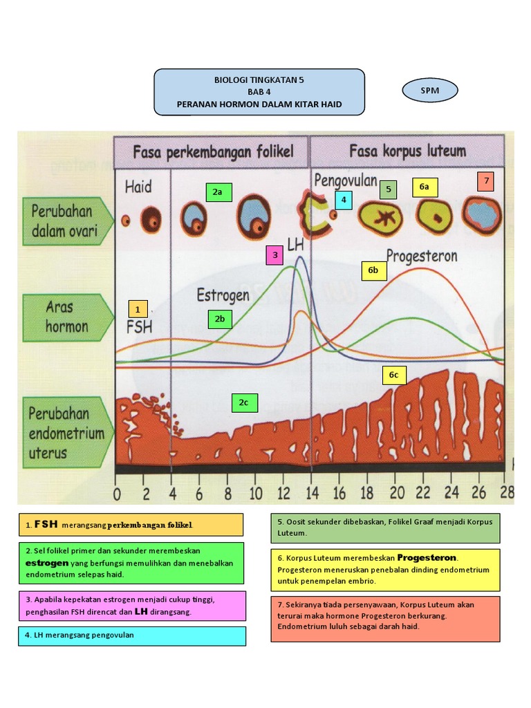 Peranan Hormon DLM Kitar Haid | PDF
