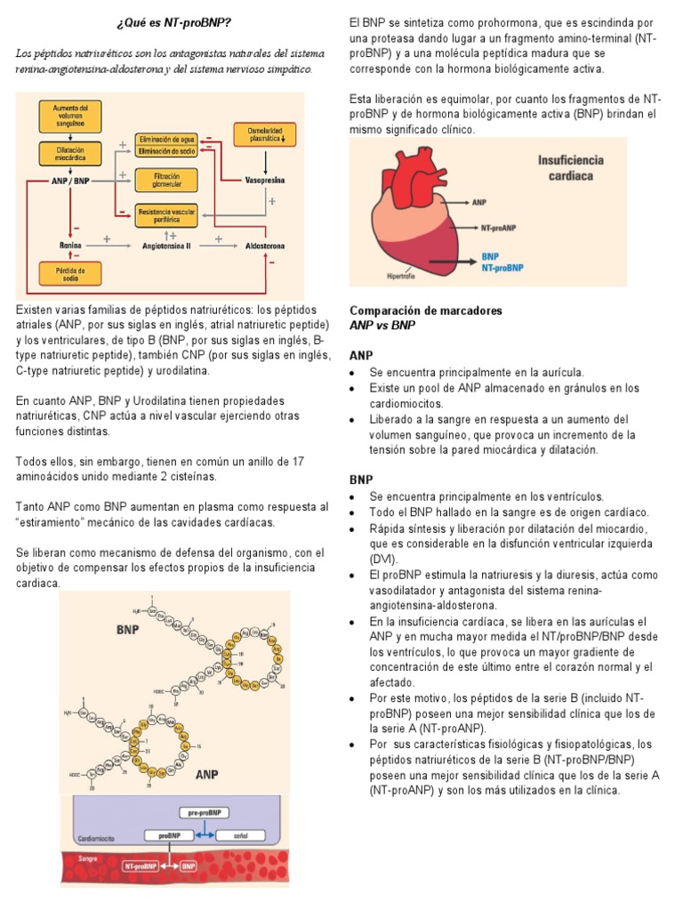 Peptido Natriuretico Cerebral | PDF | Corazón | Angiología