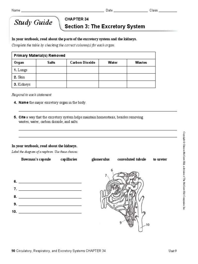 34 - 3 Study Guide Excretory System | PDF | Science & Mathematics