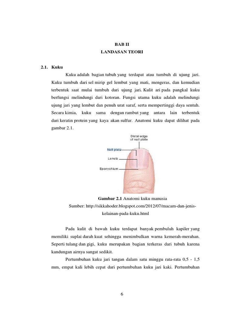 Anatomi Dan Fisiologi Kuku | PDF