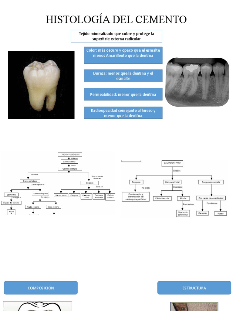 Histología Del Cemento Pdf