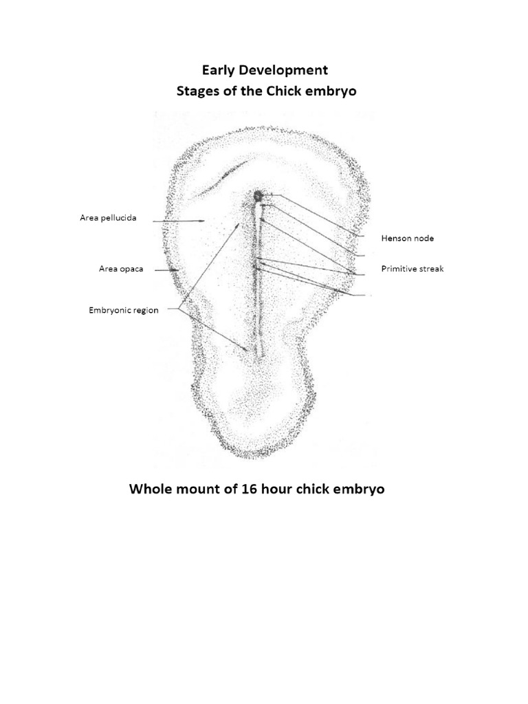 Early Development Stages of The Chick Embryo Whole Mount of 16 | PDF
