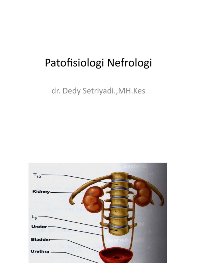 Patof Nefrologi | PDF | Kesehatan Holistik | Sains & Matematika