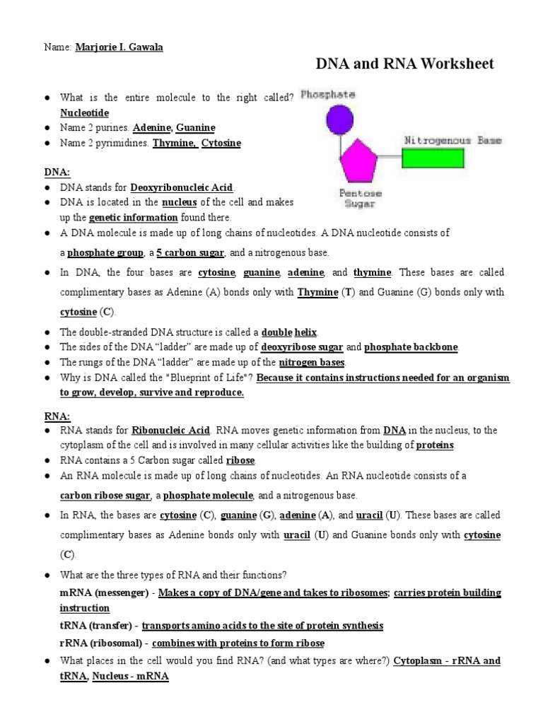 Marjorie I. Gawala - 4-MT108-DNA AND RNA WORKSHEET | PDF | Nucleic ...
