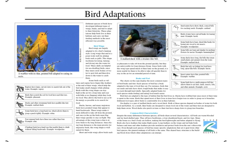 Bird Adaptations: A Mallard Duck With A Strainer-Like Bill | PDF ...