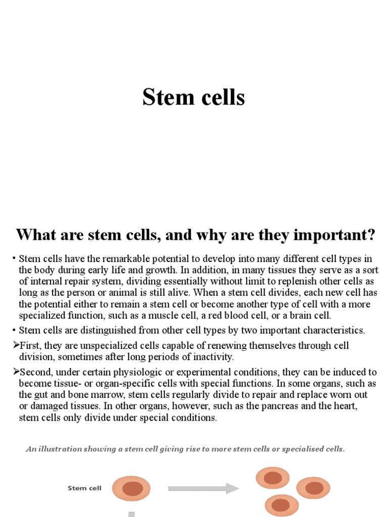 Stem Cells | PDF | Stem Cell | Cell Potency