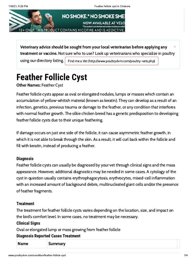 Feather Follicle Cyst in Chickens | PDF | Feather | Lymph Node