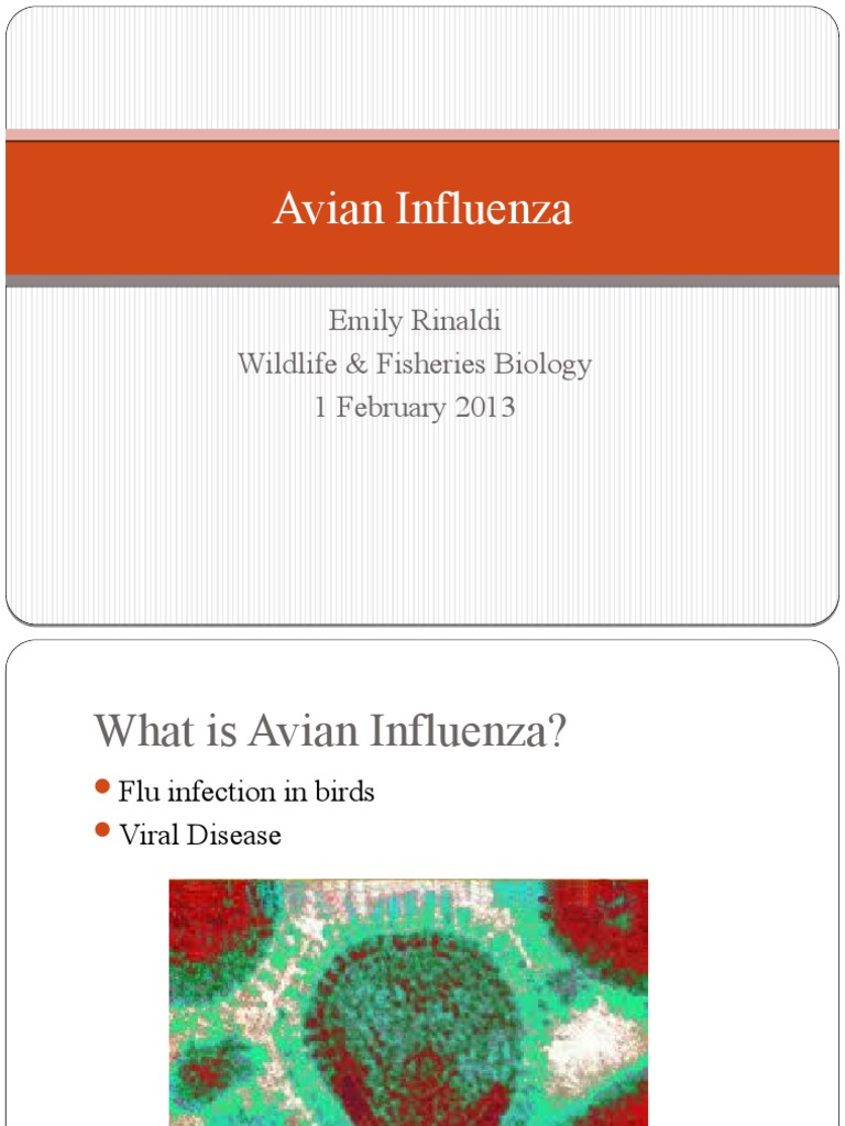 Avian Influenza: Emily Rinaldi Wildlife & Fisheries Biology 1 February ...