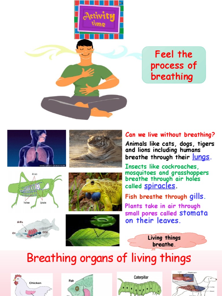 Breathing in Living Things Explained | PDF | Respiratory System ...