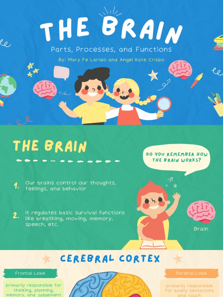 The Brain: Parts, Processes, and Functions | PDF | Cerebral Cortex ...