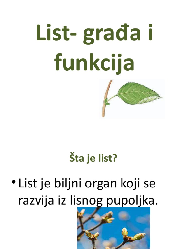 Podijeli List Biljke - Građa I Funkcija | PDF